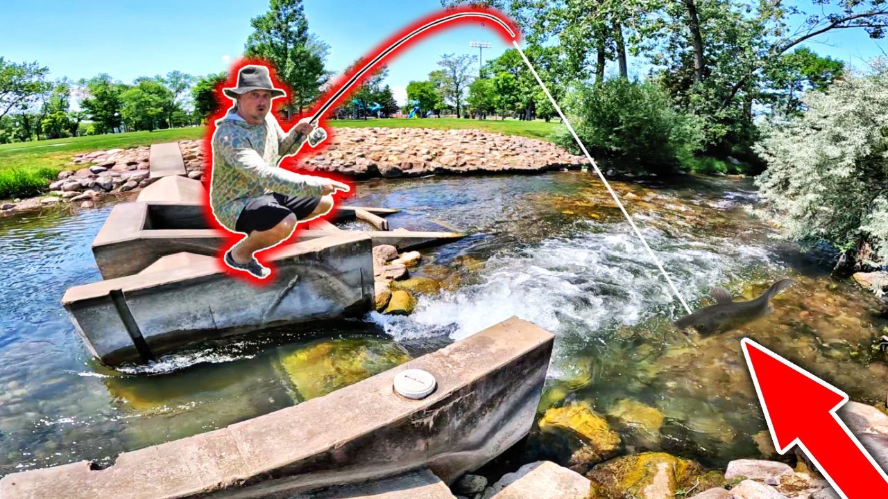 I cannot believe what lives in this tiny urban creek