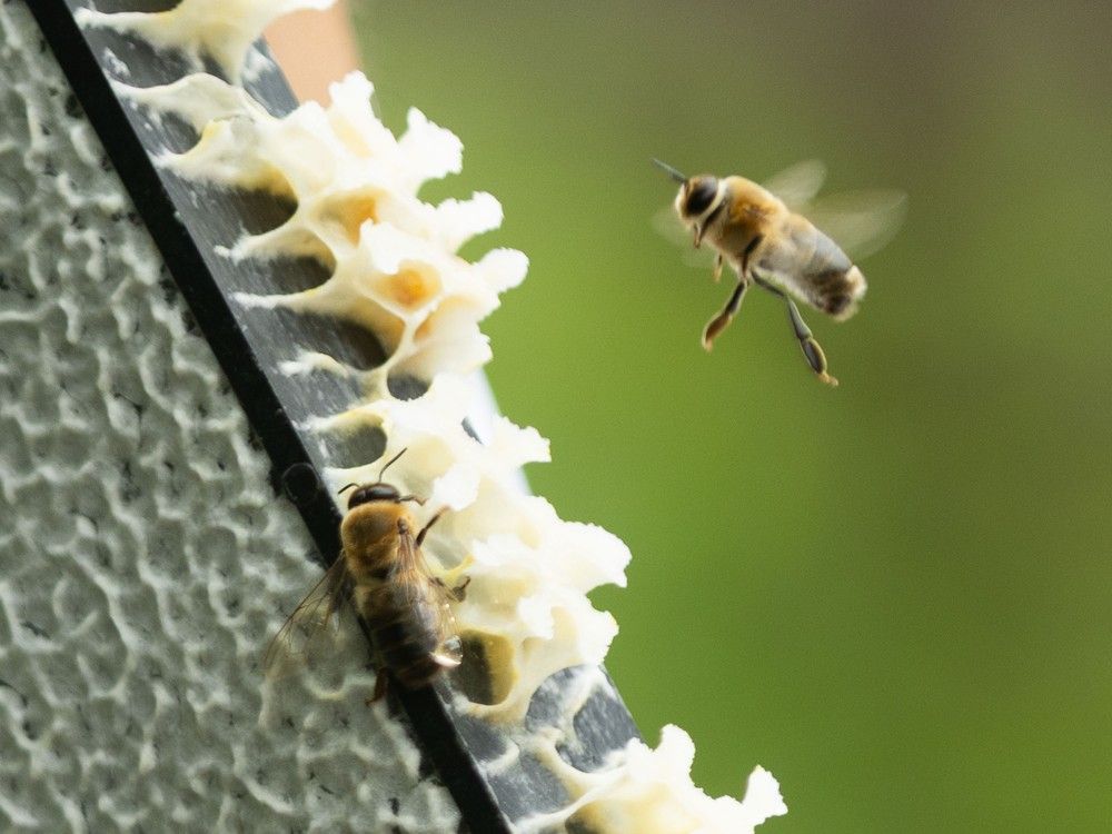 Honeybees are swarming this summer in Alberta. Here's why, and what you ...