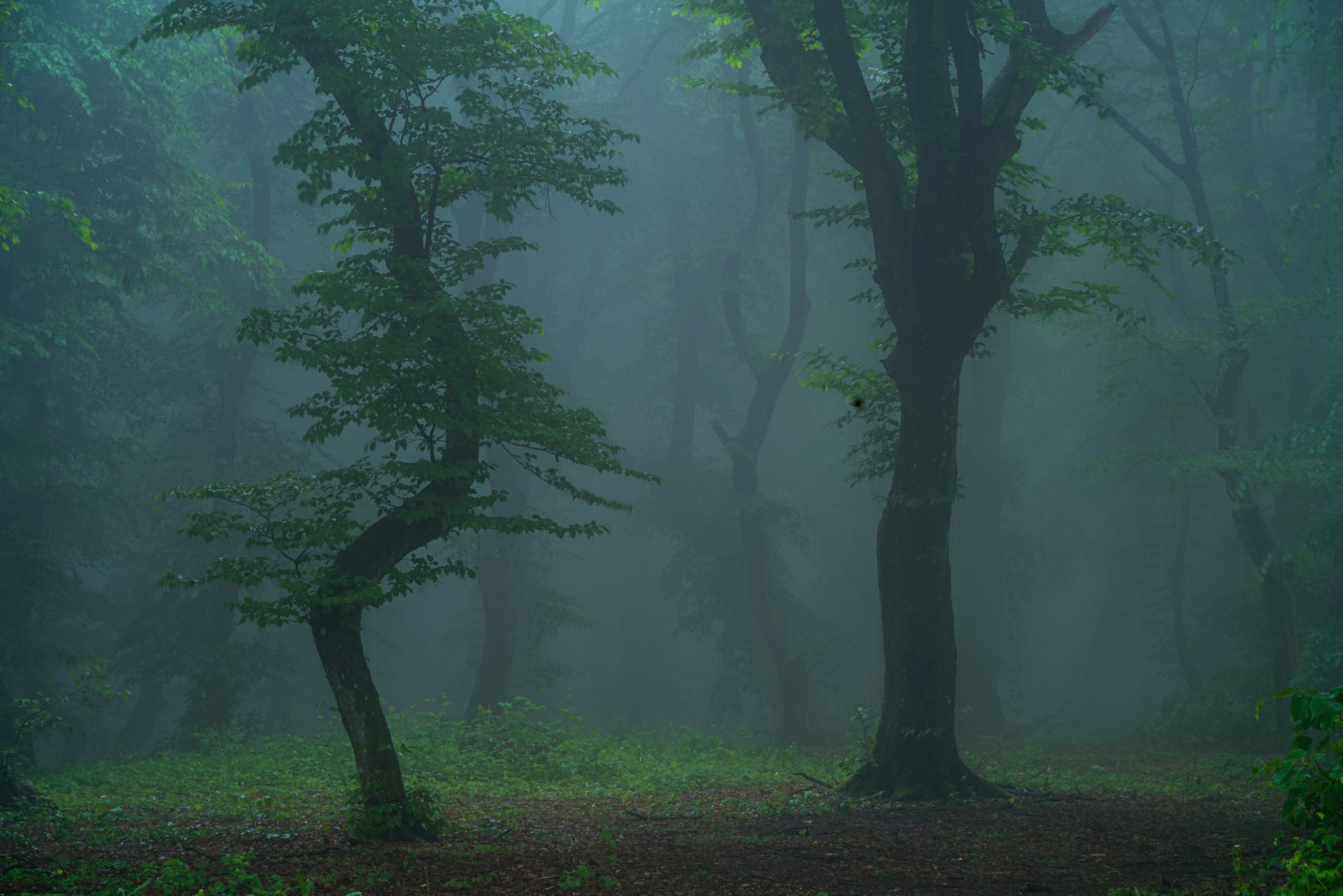 Inside the world's most haunted forest