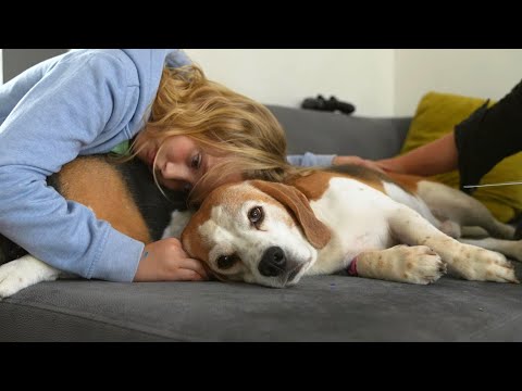 Welcoming beagle Charlie back home after surgery