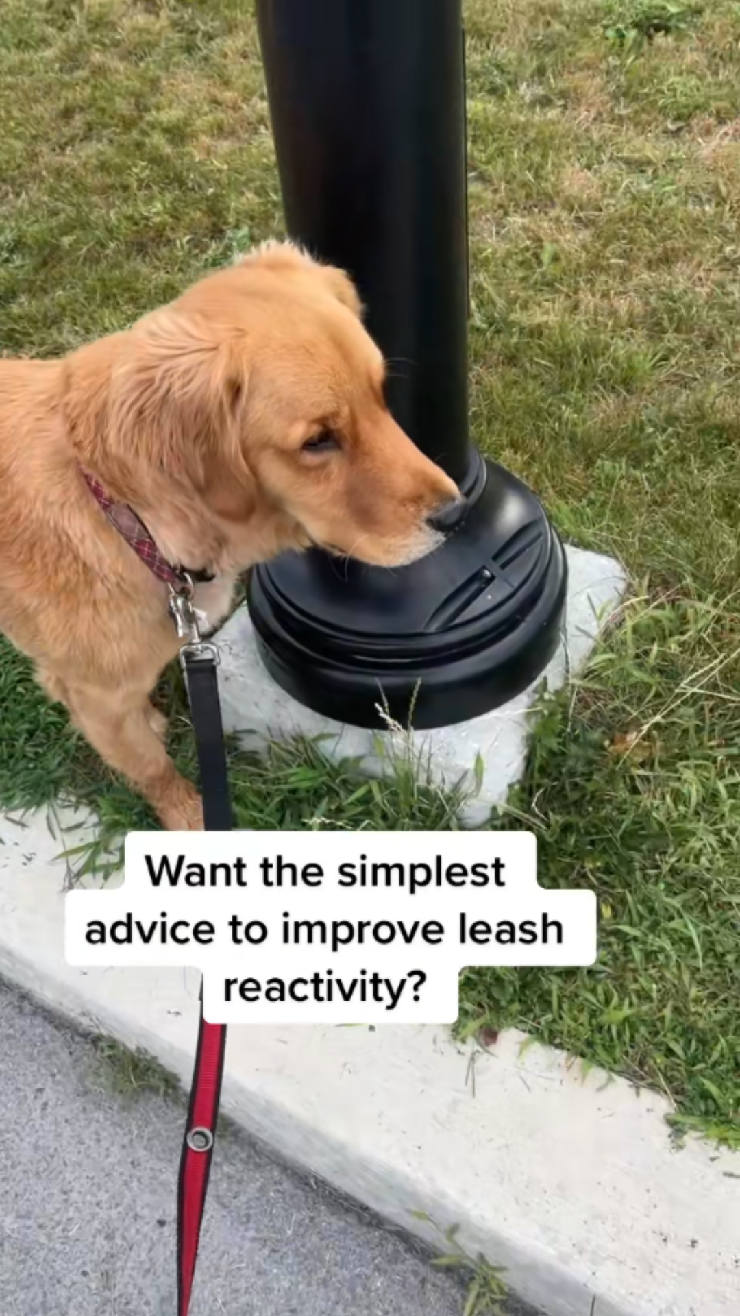 Solving Leash Reactivity Through Desensitization