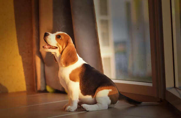5 Low Maintenance Dog Breeds That Make the Happiest Companions in India