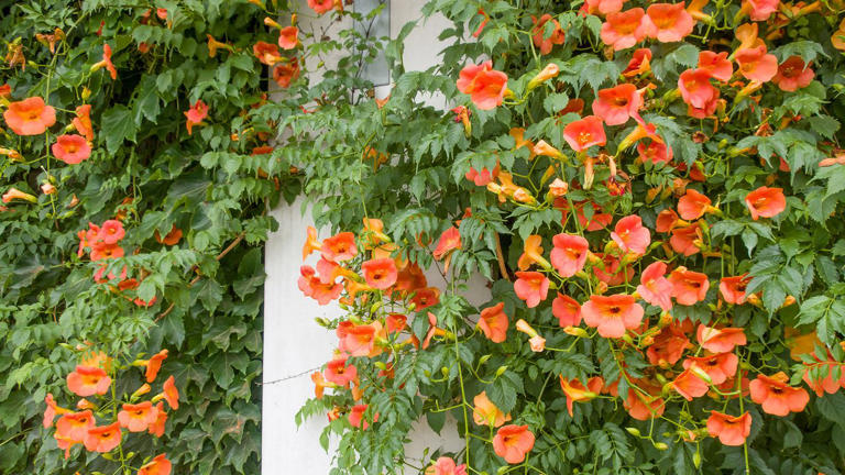 Don't grow these 5 plants next to your home — they can cause serious damage