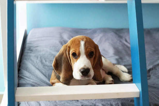 5 Low Maintenance Dog Breeds That Make the Happiest Companions in India