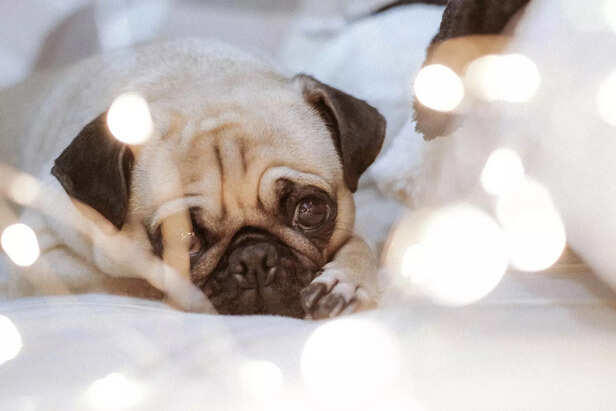 5 Low Maintenance Dog Breeds That Make the Happiest Companions in India
