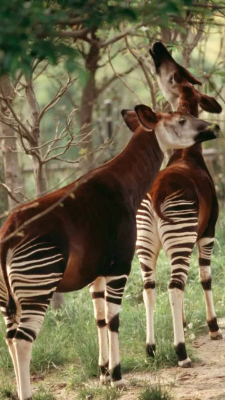 10 animals that look like they are hand painted