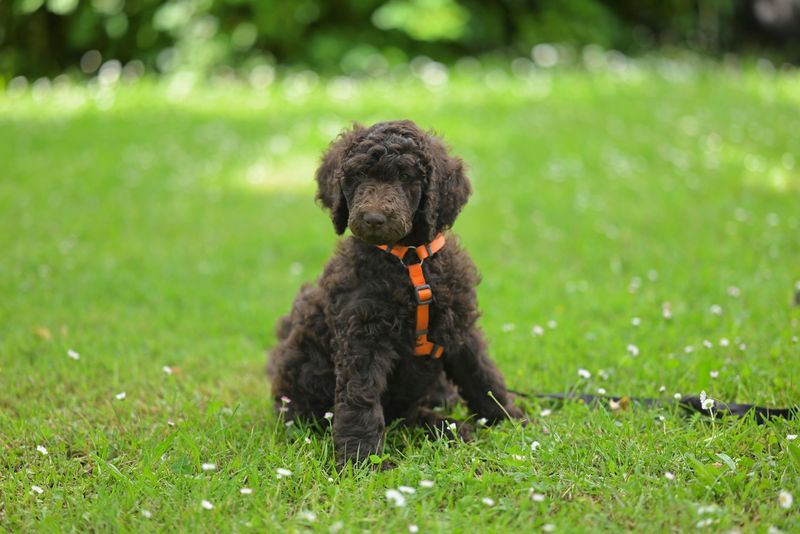 11 Small Dog Breeds Known For Their Intelligence