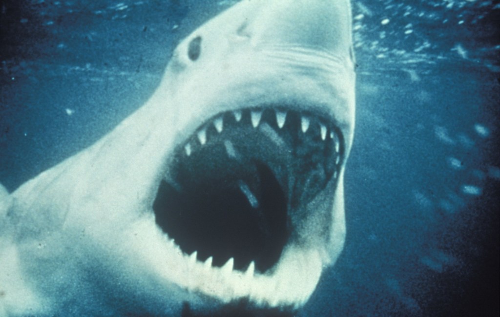 Jaws child star reveals staggering amount he earns 50 years after the ...
