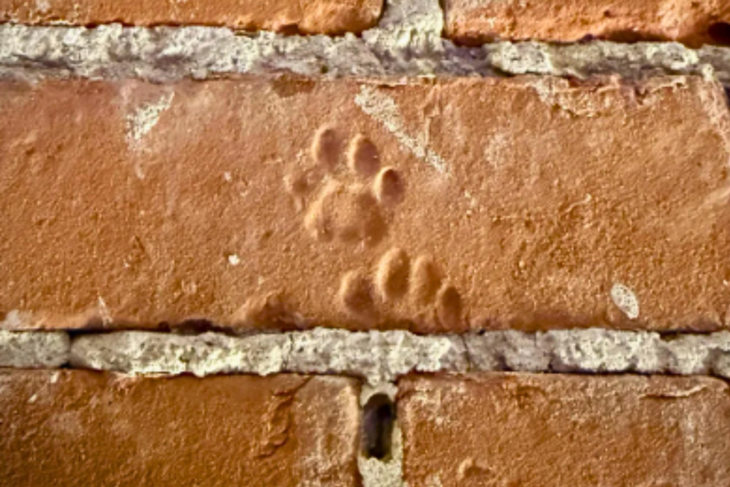 Man moves into 160-year-old loft—finds cat paw prints in brick wall