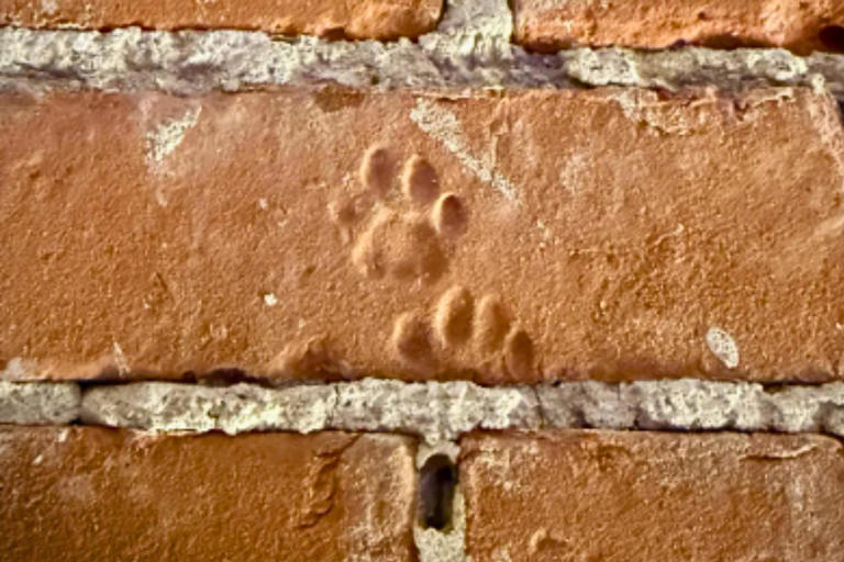 Man moves into 160-year-old loft—finds cat paw prints in brick wall