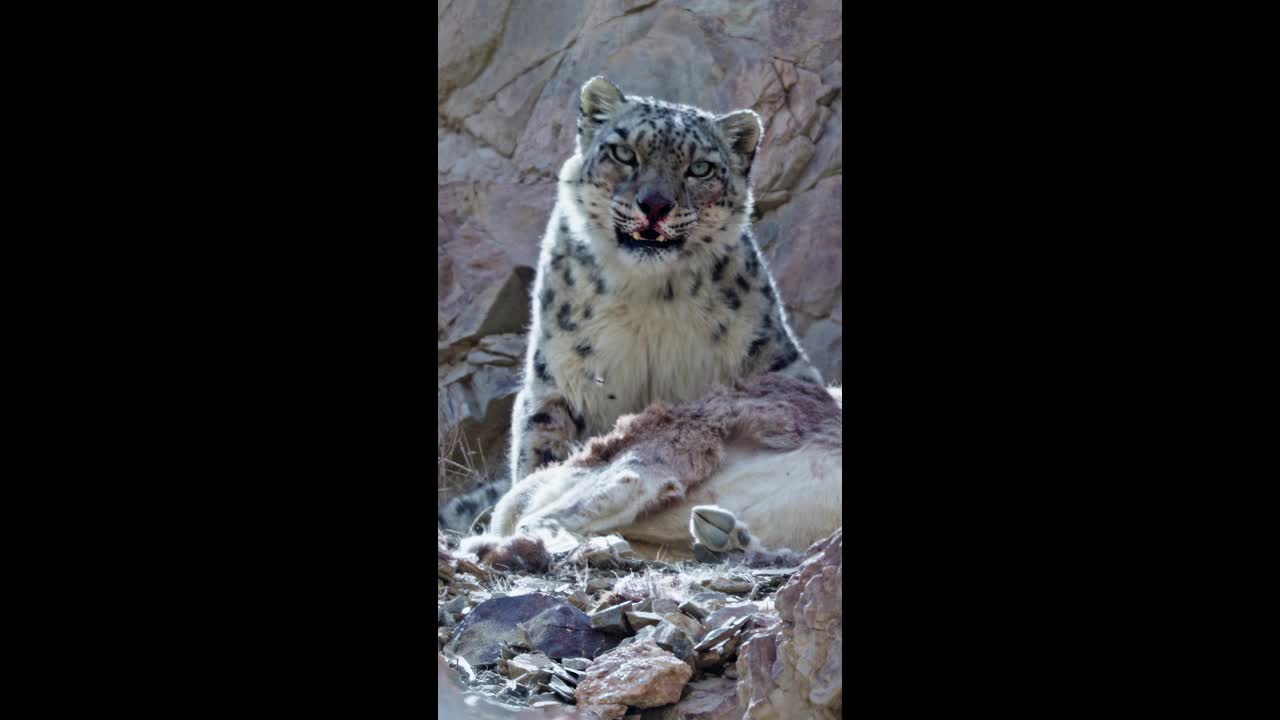 Elusive snow leopard stares down camera as it feasts on kill in the ...