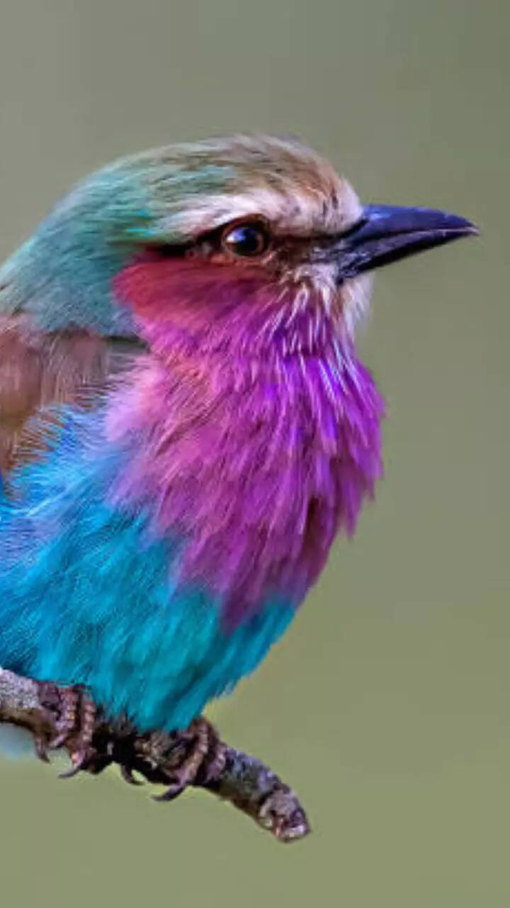 10 animals that look like they are hand painted