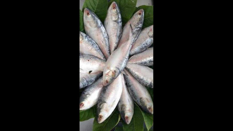 Adaptec announces new RAID card that supports up to 32 NVMe PCIe 4.0 ...