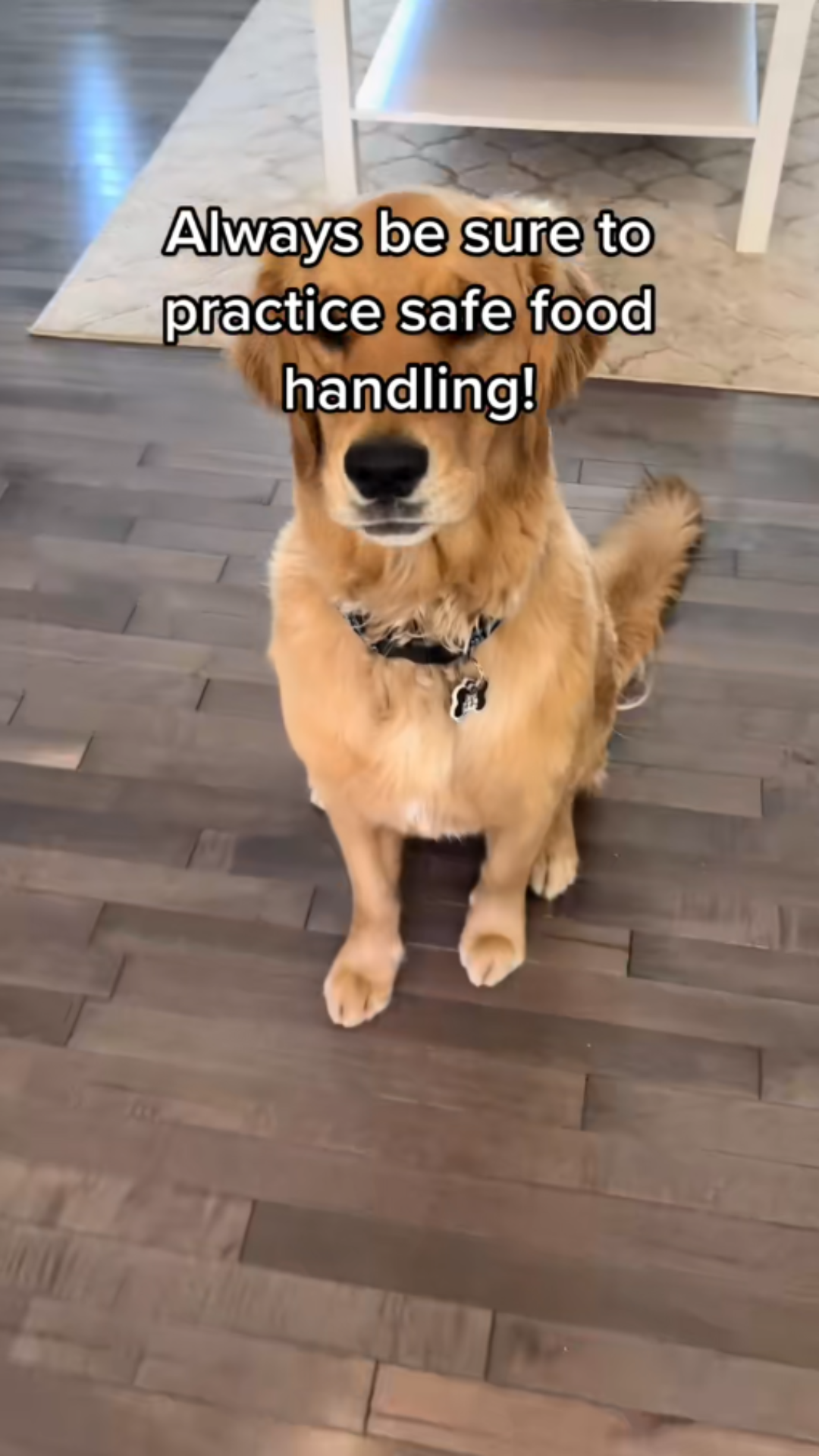 Debunking the Myths of Raw Diets for Dogs