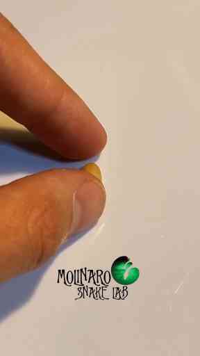 I'm still not sure what this is!