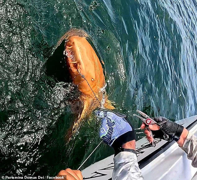 Rare orange shark with ghostly white eyes captured in first-of-its-kind ...