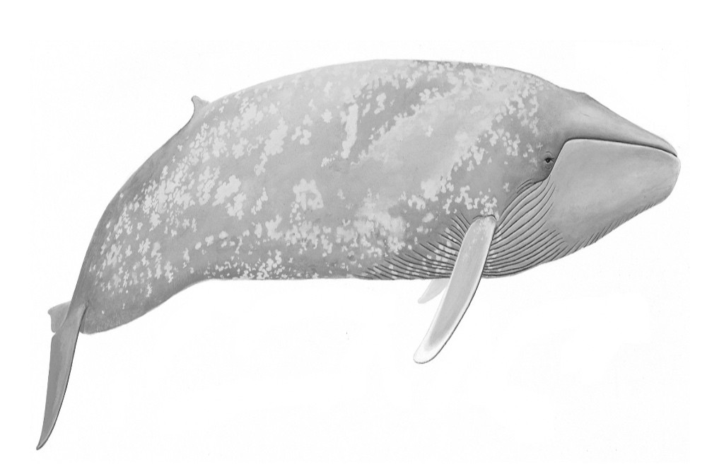 Australia Temukan Fosil Paus Purba Berusia 26 Juta Tahun, Punya Gigi Tajam