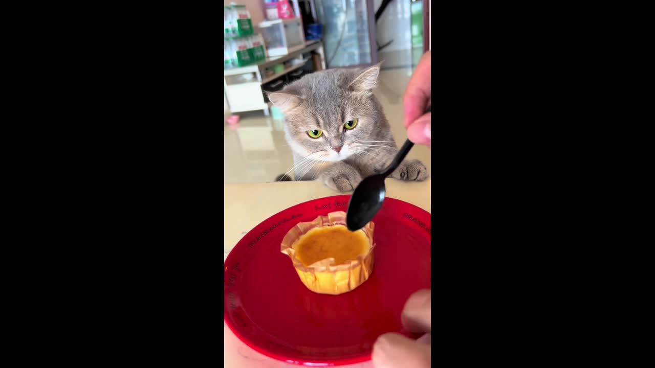 Little greedy cat enjoys cake in Chongqing, China