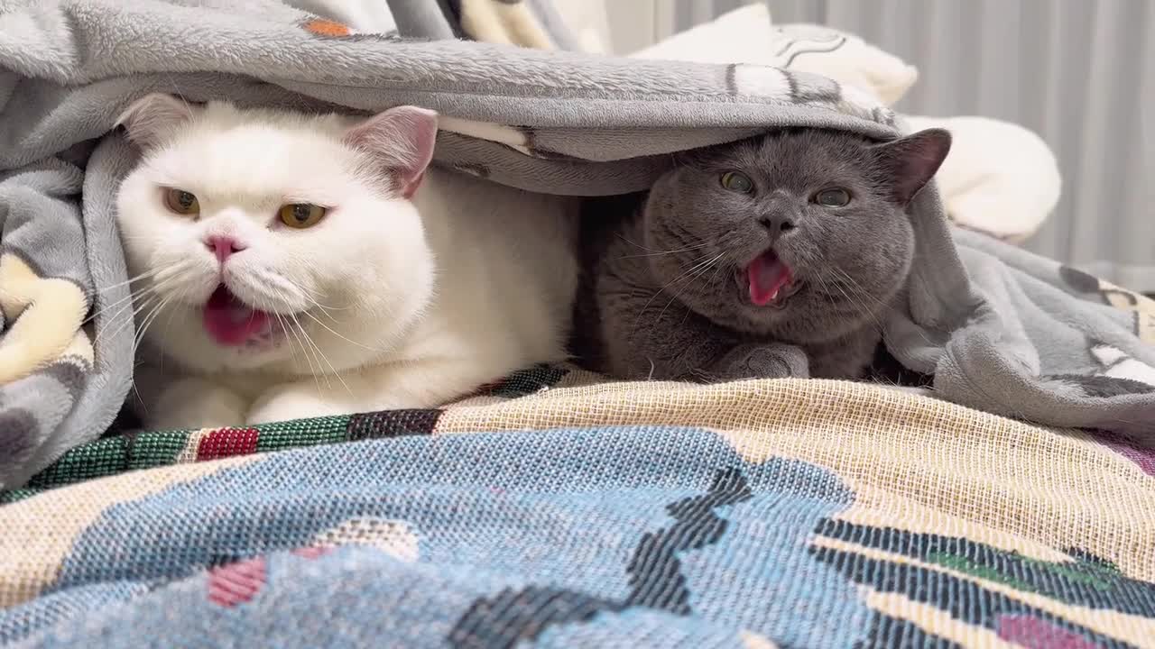 Cozy British Shorthair cats snuggled in bed under blanket in Guangxi, China