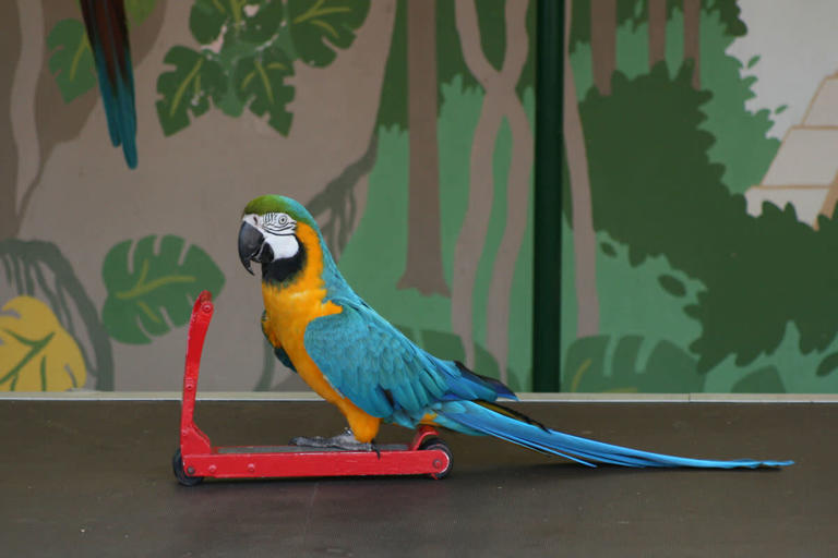 Parrot Being an 'Ultra-Bad Boy' Will Totally Make Your Day