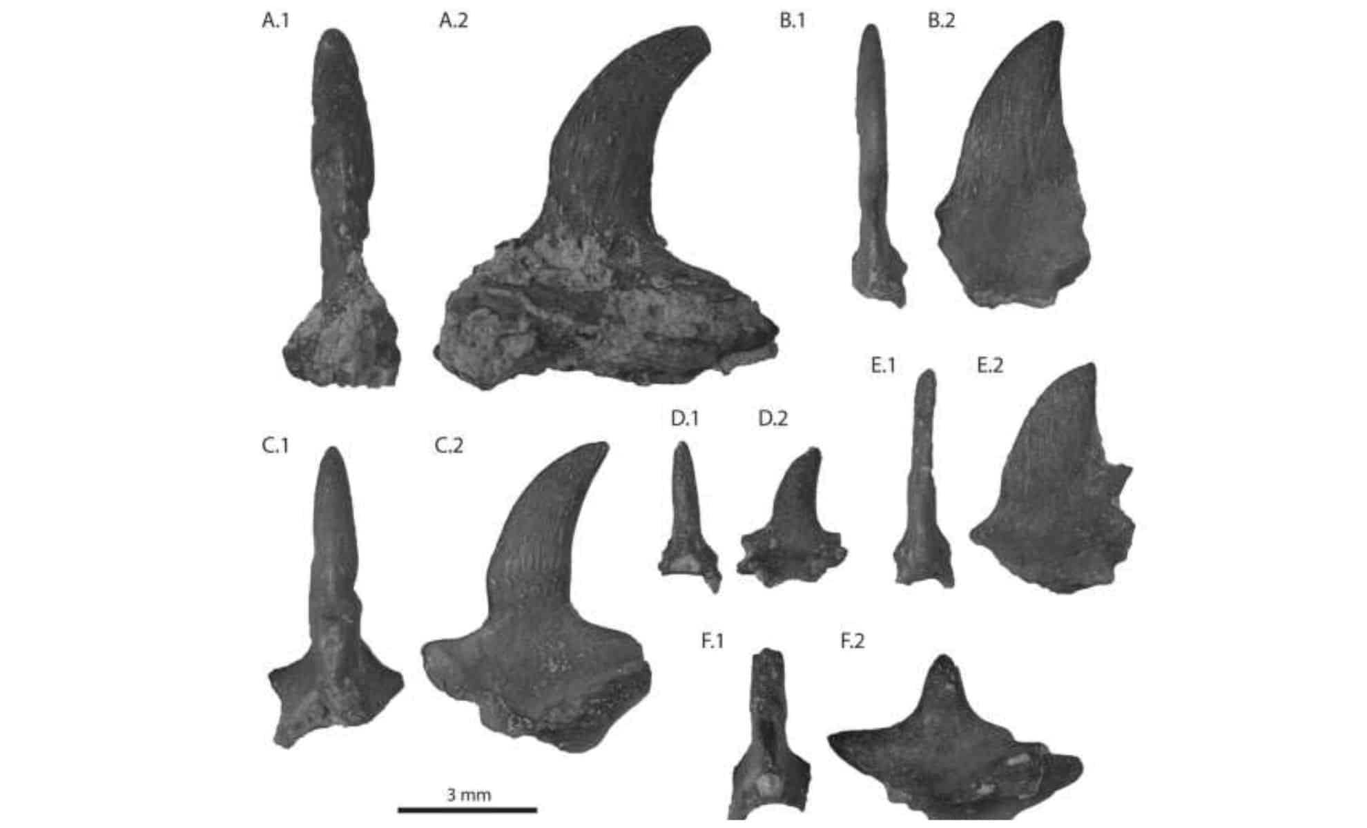 Triassic Fossils Reveal New Species With Jaw-Dropping Dorsal Spikes ...