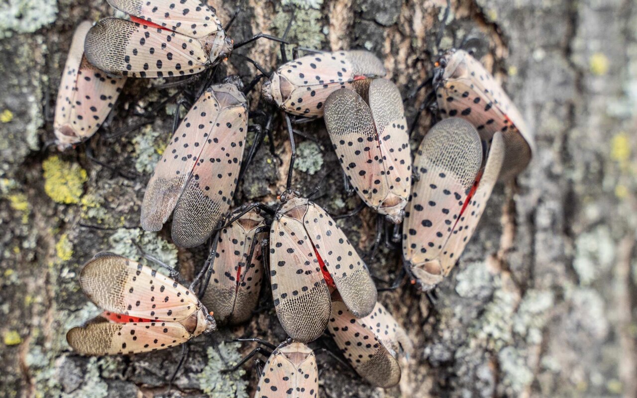 What's bugging you? Spotted lanternfly proves hard to control