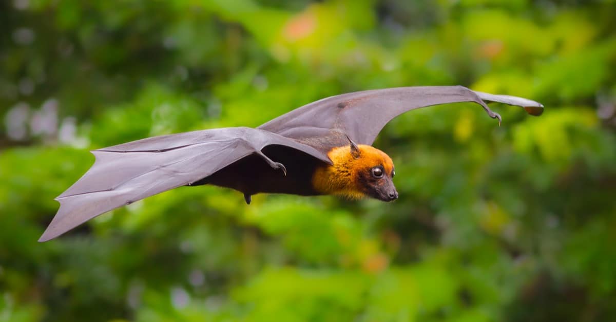 Which Megabat Rules the Skies? Meet the Largest Bats on Earth