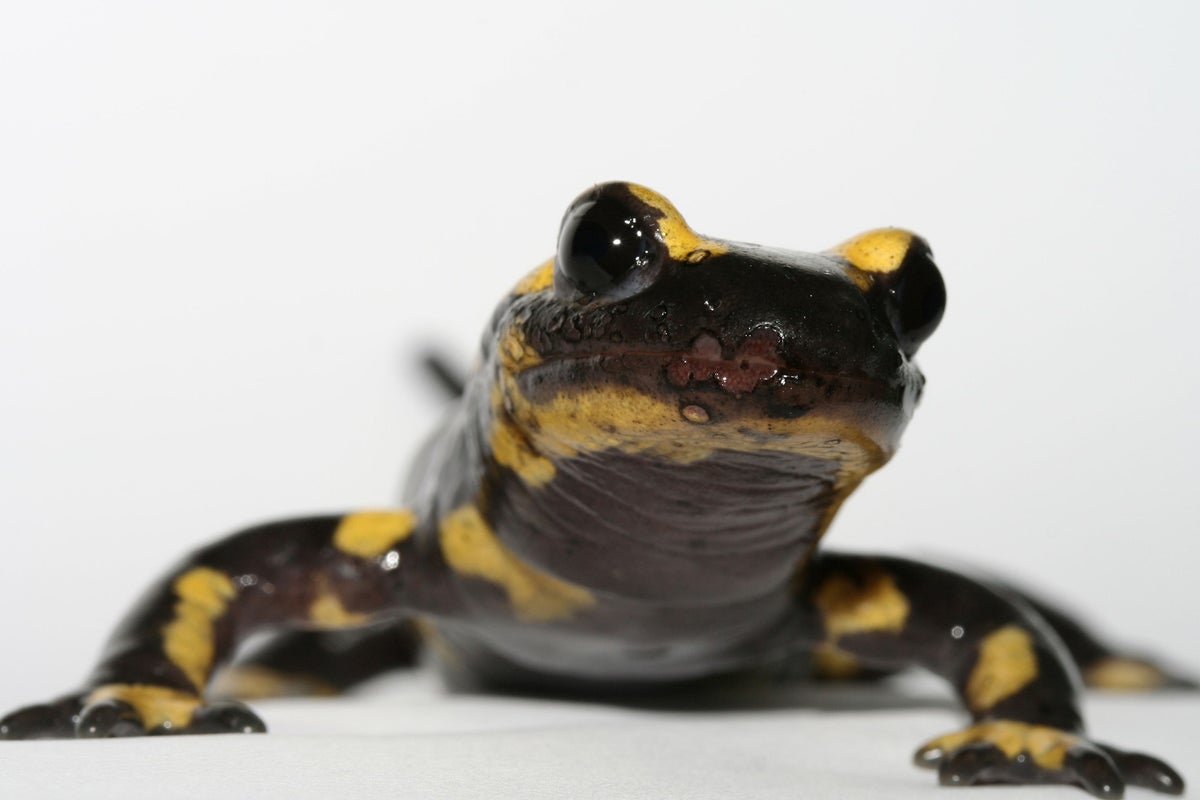 Voices: Will a ‘war on newts’ get Britain building again?