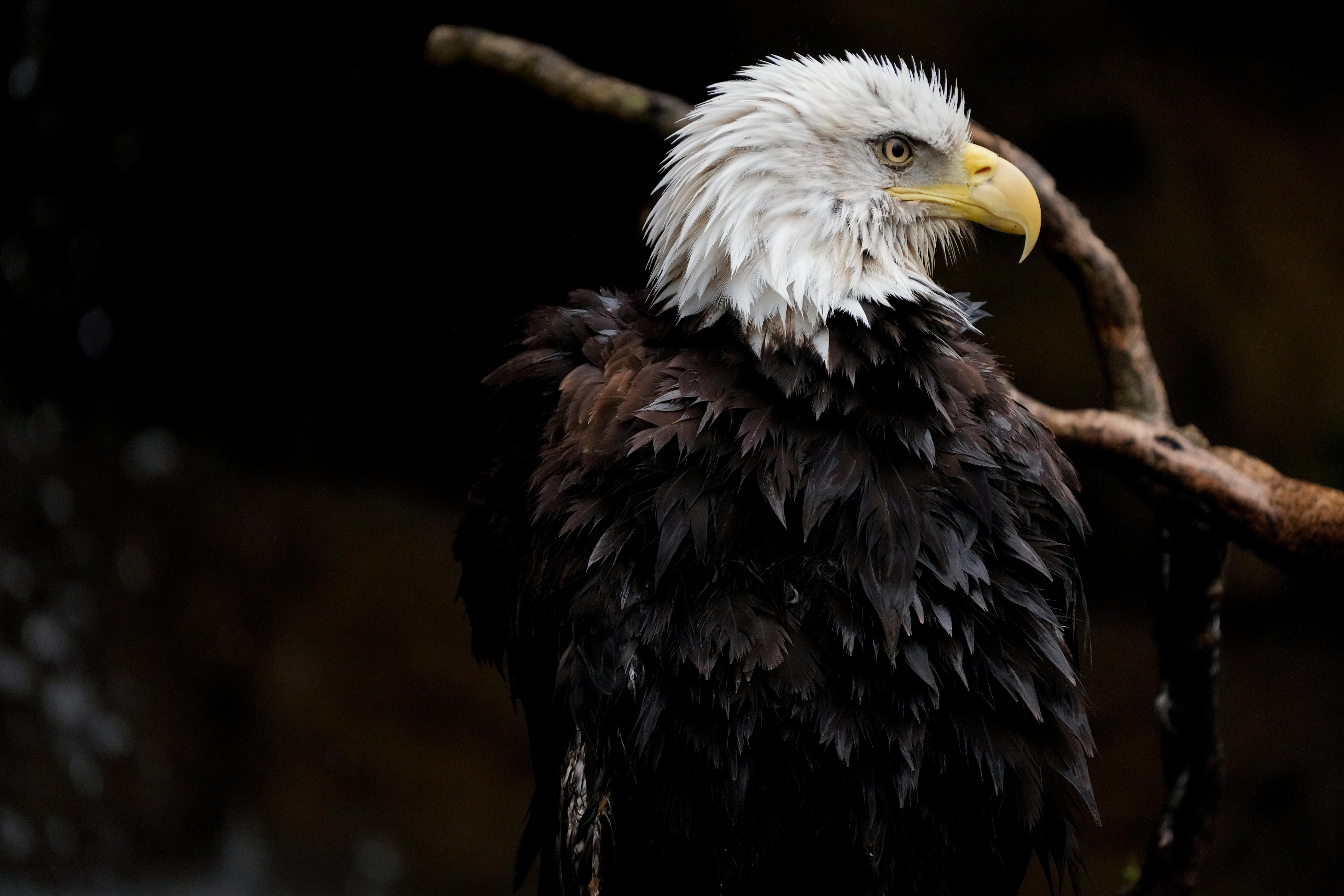 Bald eagles, bobcats and black bears are returning to Ohio