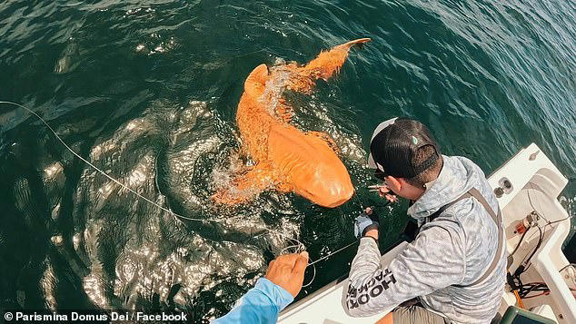 Rare orange shark with ghostly white eyes captured in first-of-its-kind ...