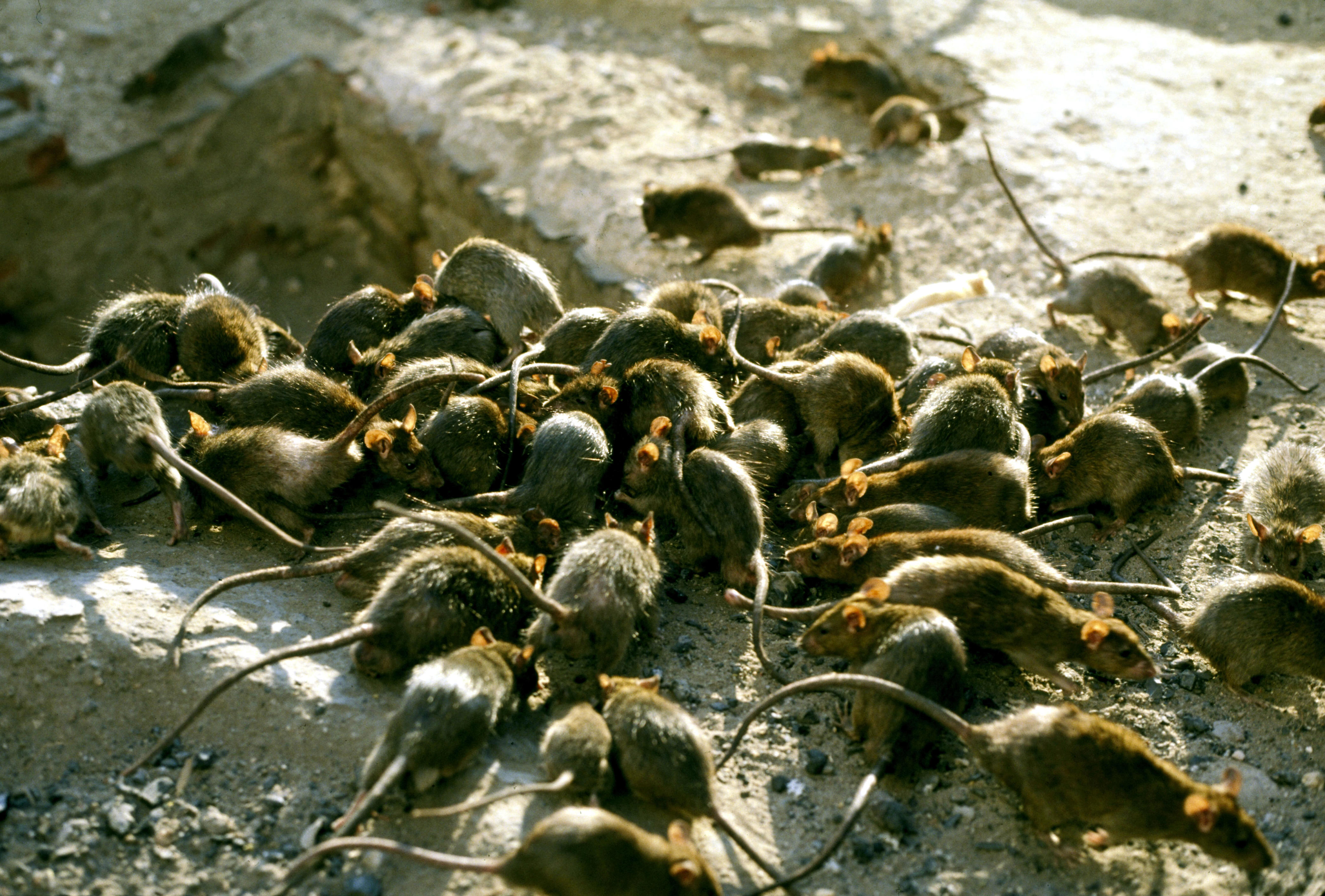 Rats Invade California Almond Orchards, Causing Major Losses