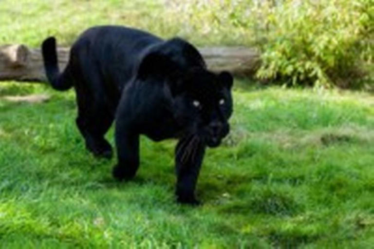 'Big cat' fears as panther-like beast spotted near King Charles ...