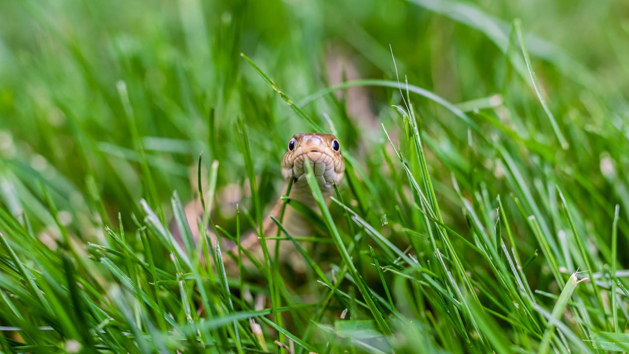 10 mistakes that made our yard a snake haven