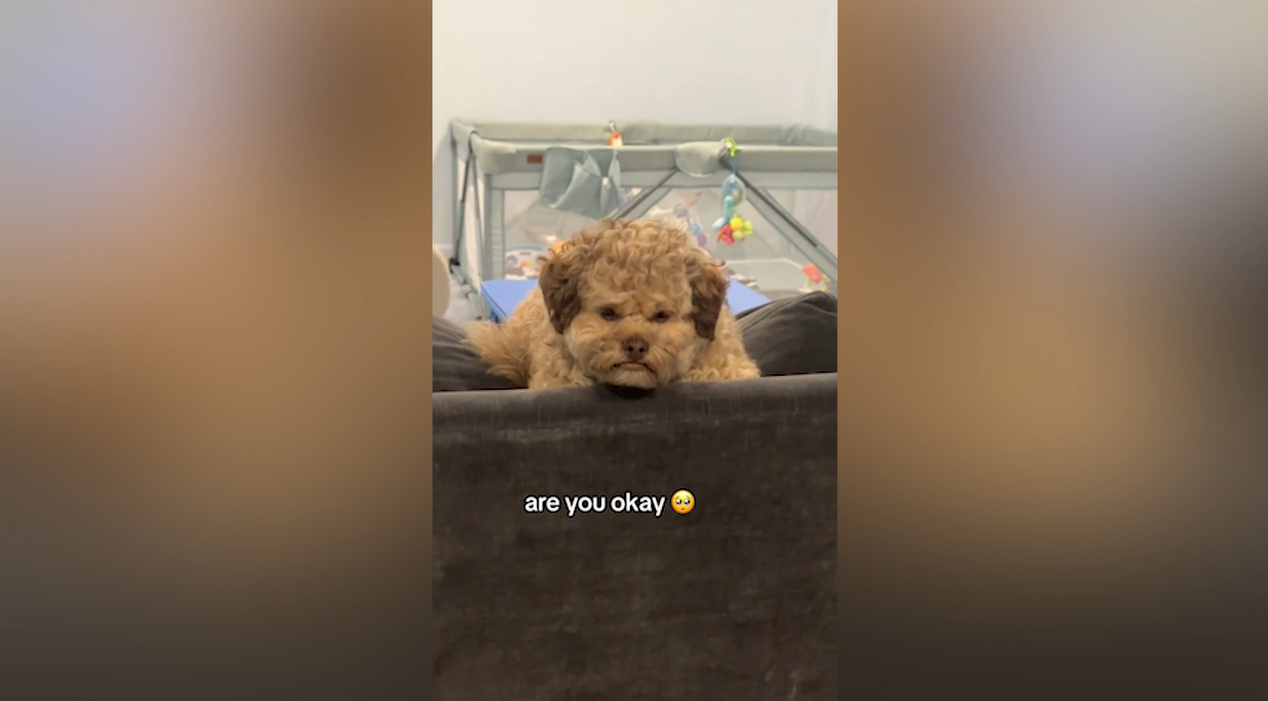 Everyone Is Obsessed With 'Most Human' Looking Dog