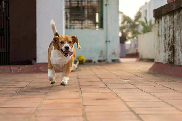 5 Low Maintenance Dog Breeds That Make the Happiest Companions in India