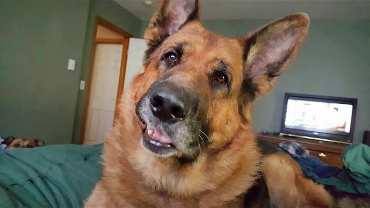 Dog Videos That Will Make You Laugh Until You Cry