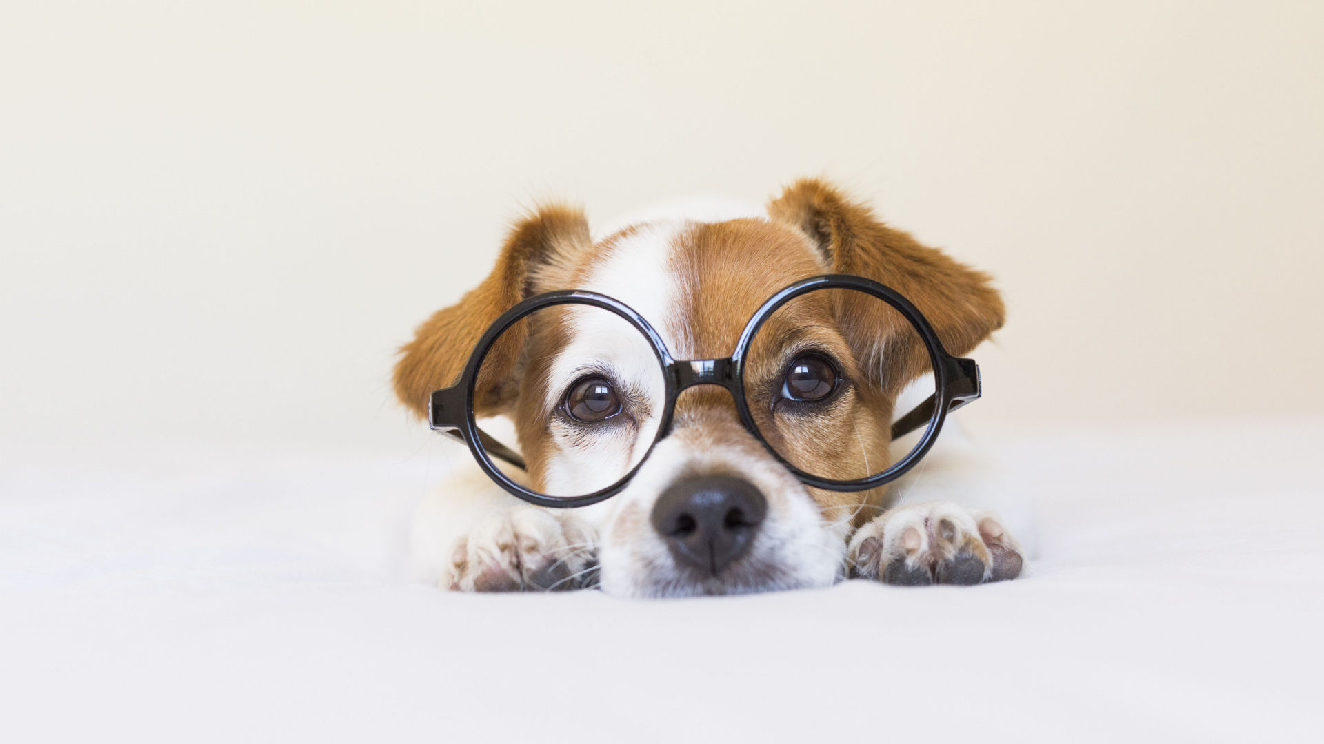 11 Small Dog Breeds Known For Their Intelligence