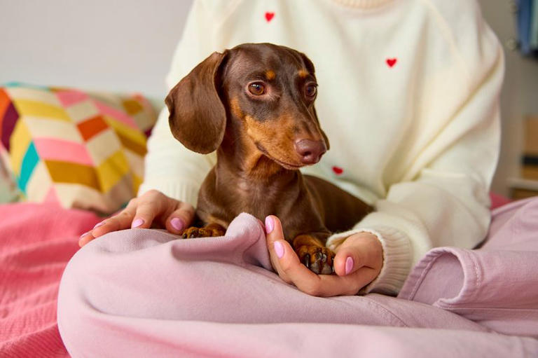 Vet shares 5 dog breeds you should not own as a pet - including several ...
