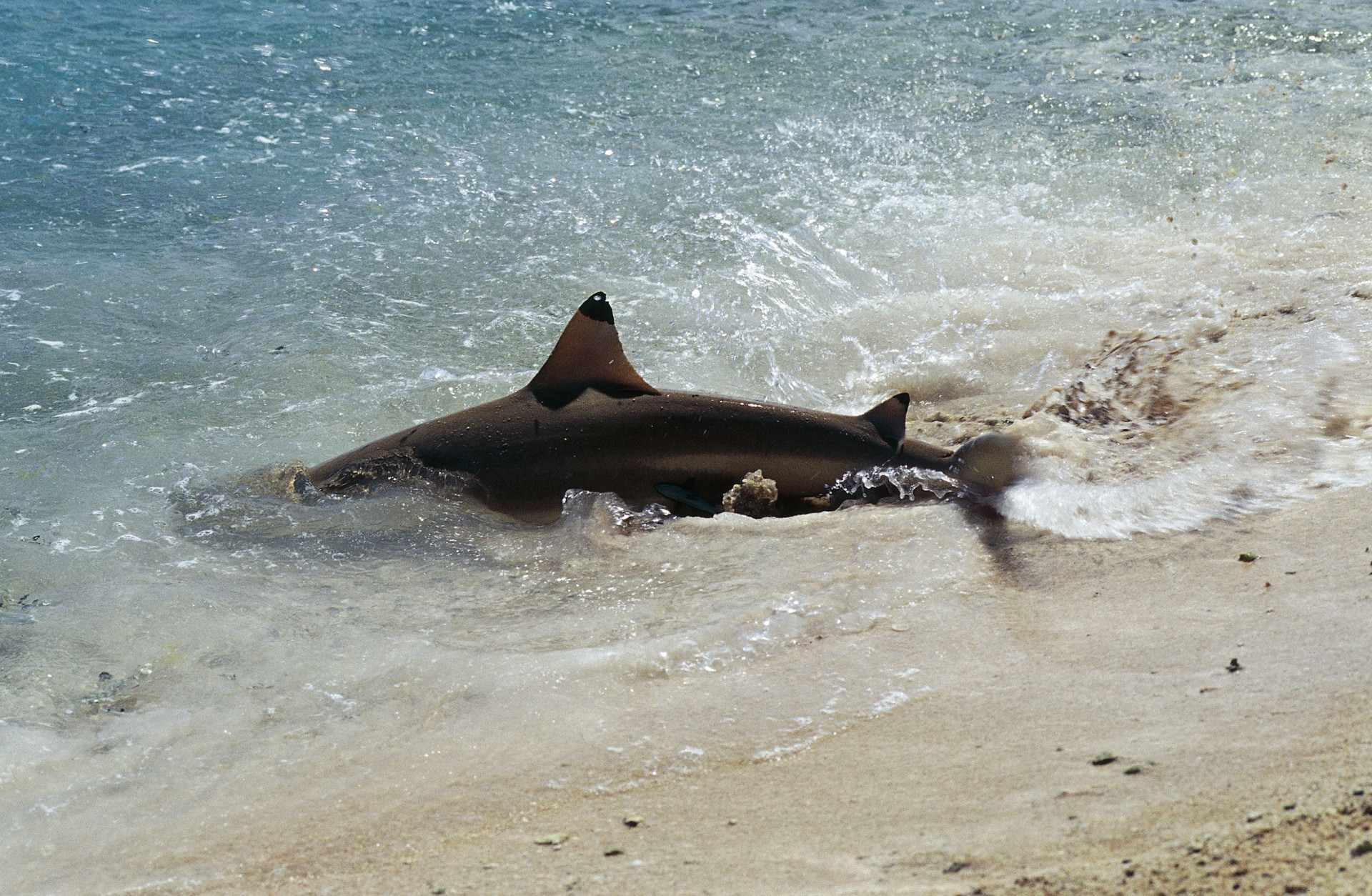 Beaches with the most shark attacks in the world