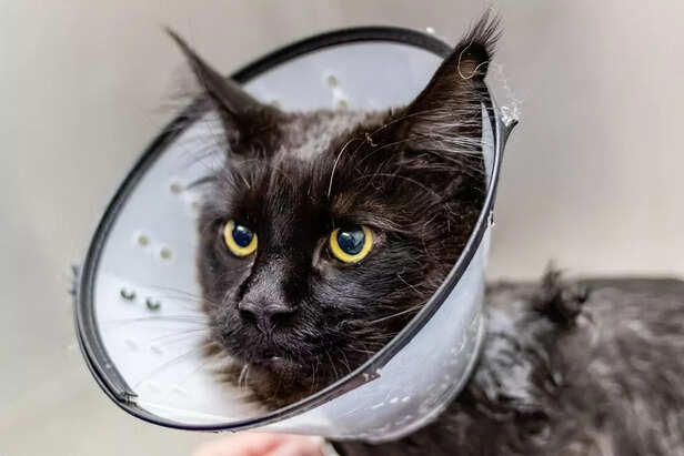 Understanding Pet Skincare: Basic Tips for Owners