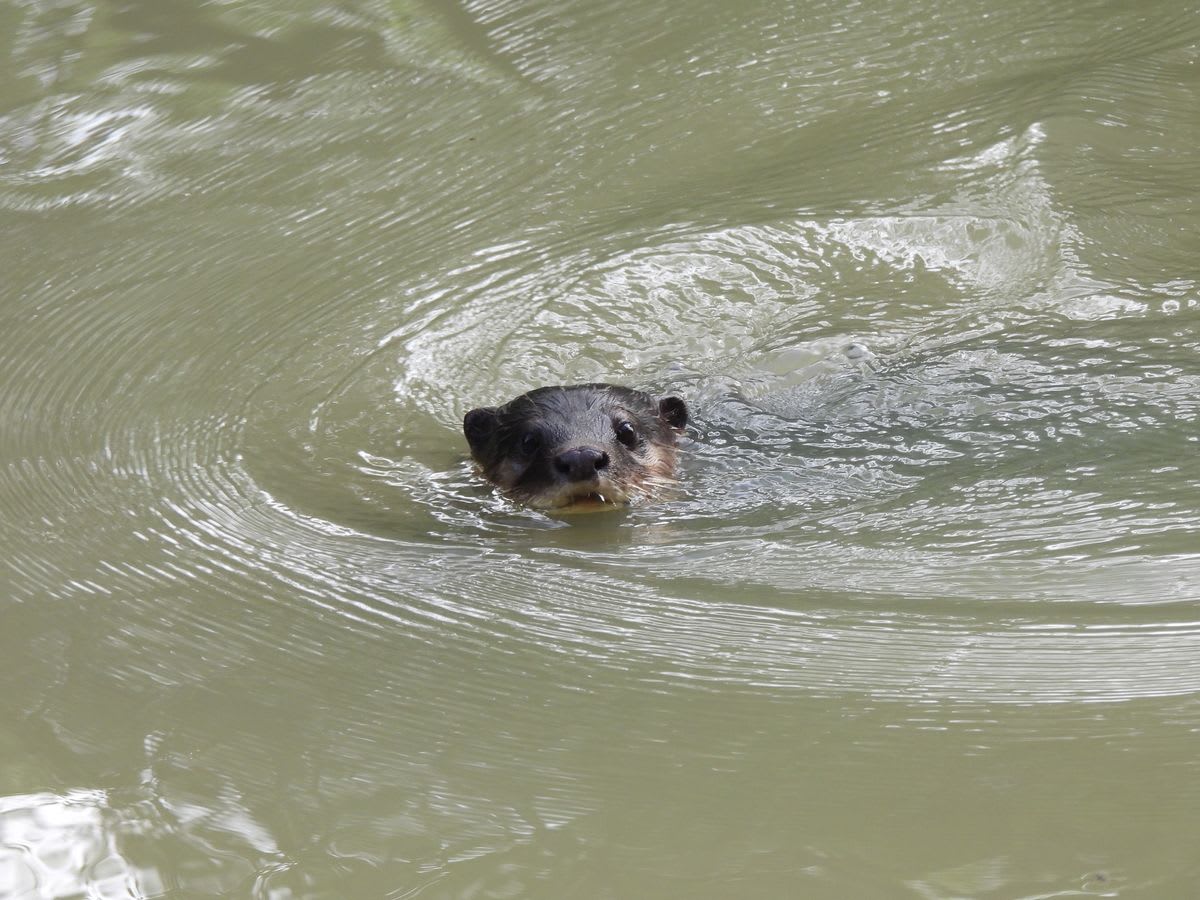 Meet Splash: The World’s First Search-And-Rescue Otter Hunting For ...