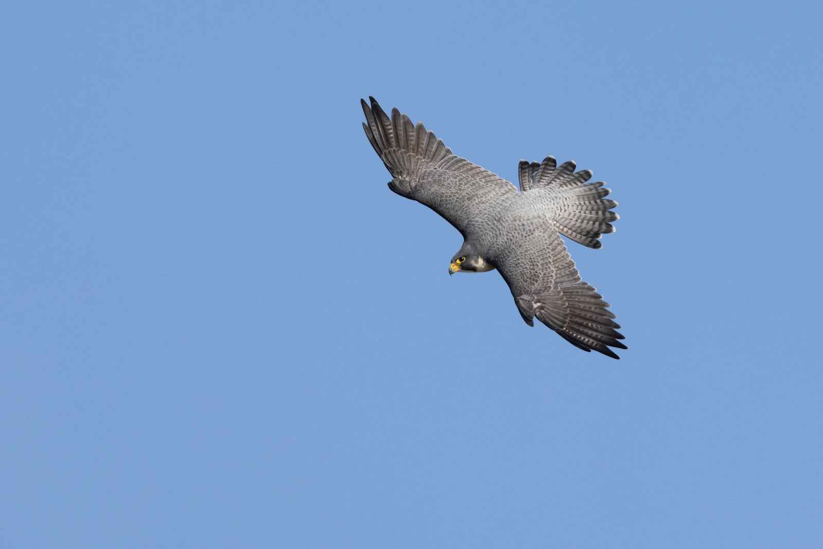 Peregrine falcon strikes with unmatched speed and lethal claws