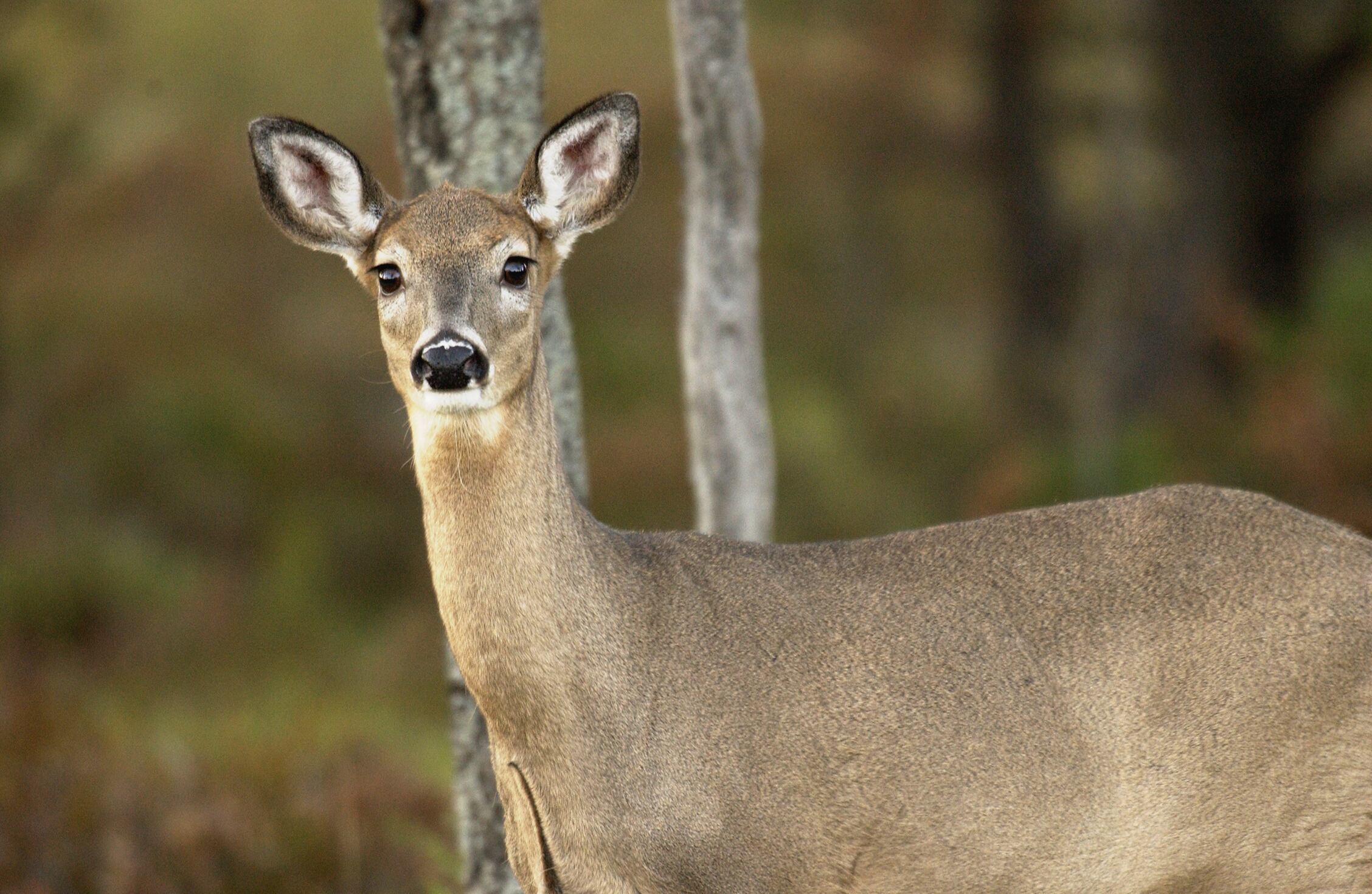 Bonus antlerless deer tag sales start Monday