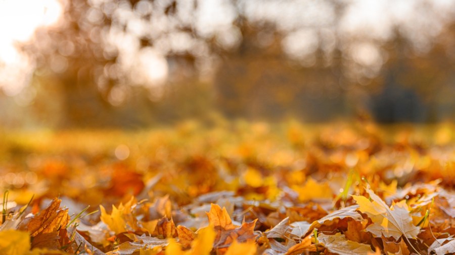 Len Rome’s Local Health: Do you love fall?