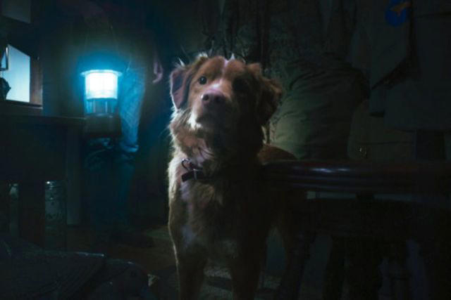 “Good Boy” Trailer: New Horror Film Told Entirely from a Dog's POV Gets ...