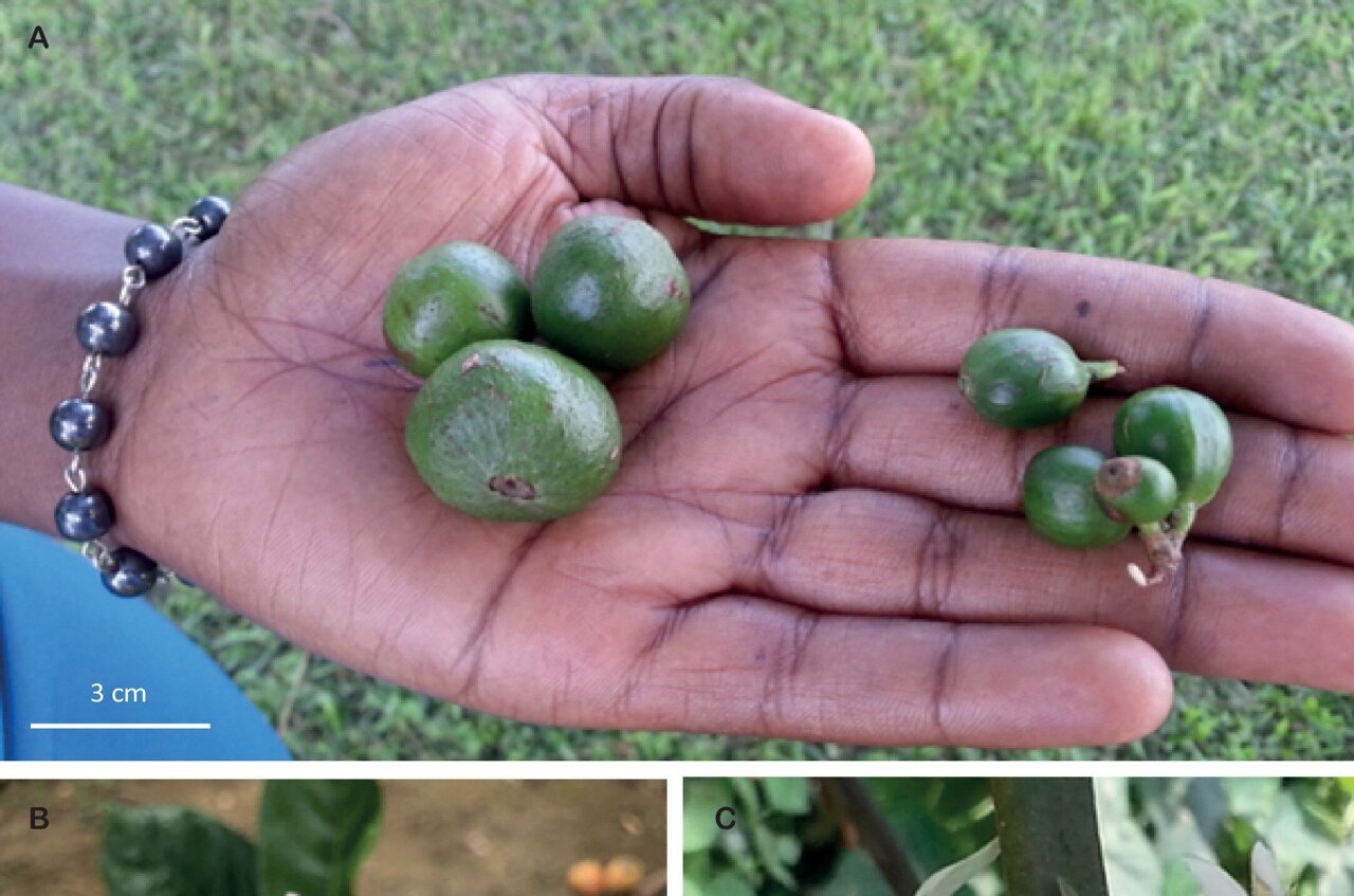 Liberica coffee consists of three distinct species, offering more ...