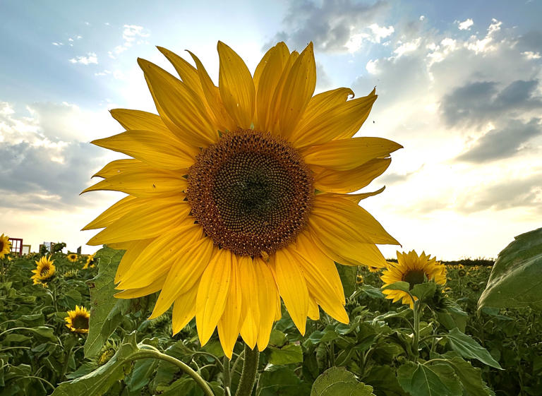 Readers Gallery August 2025: A selection of beautiful pictures from ...