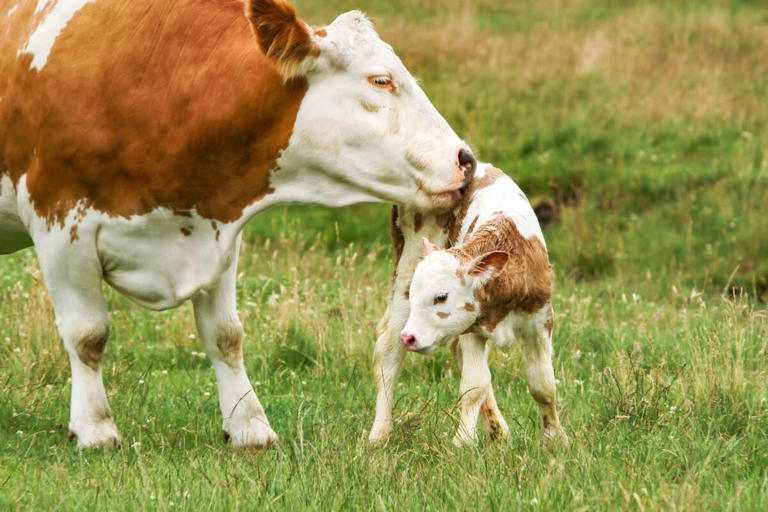 Sweet Cow Proudly Shows off Her First Baby to Her Human Mom
