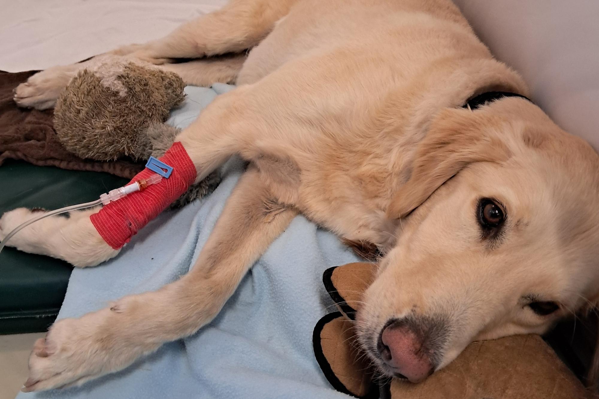 Harrogate family’s beloved dog survives spine-breaking 10ft fall into ...