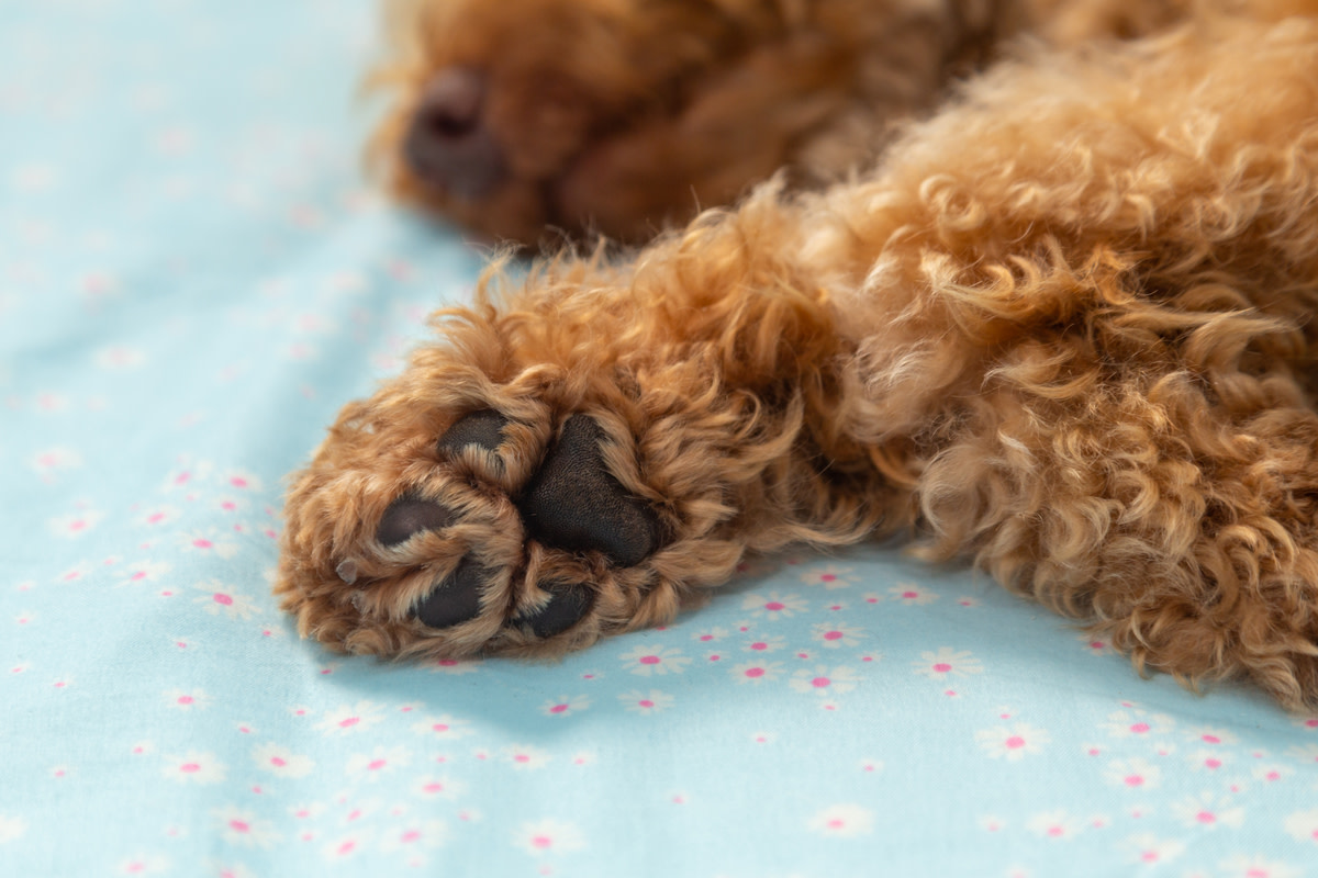 Sad Shih-Poo Who Looks Just Like a Human Has the Internet Totally Losing It